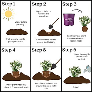 2 Gallon First Editions Viburnum Opening Day Shrub