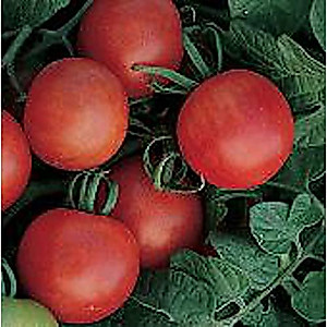 Gardener's Delight Tomato Seeds (20+ Seeds) | Non GMO | Vegetable Fruit Herb Flower Seeds for Planting | Home Garden Greenhouse Pack