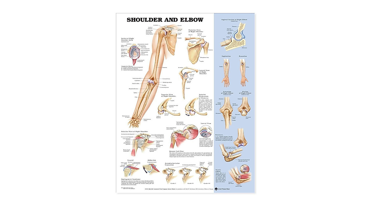 ACC Shoulder & Elbow Anatomy Chart | Detailed Medical Reference
