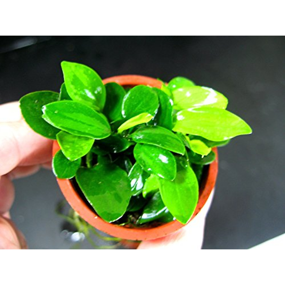 Anubias petite 25~35 leaves - Live aquaric plant fish tank(The plant pot excluded)No pesticides