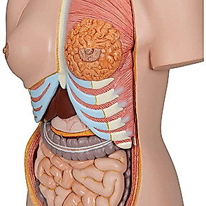 ERCTOO Human Body Model - Torso Anatomical Model - Human Torso Anatomy Model 23 Pcs Removable Parts with Heart Visceral Brain Skeleto for Preschool & School Science Medical Education Display 85cm