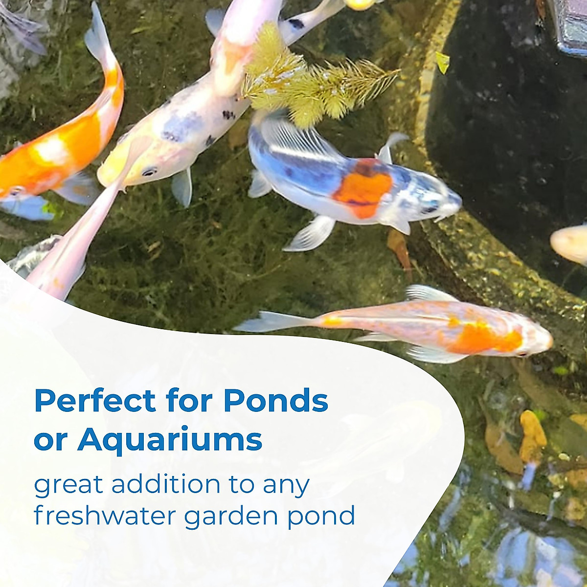 Toledo Goldfish Butterfly Fin Koi, Variety of Colors and Patterns - Perfect for Ponds or Aquariums - 3-4 Inches, 10 Count