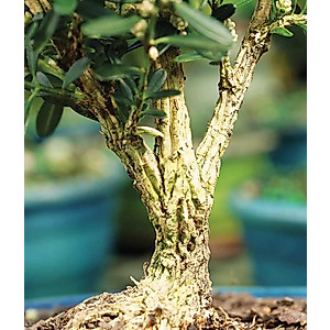 From You Flowers - Harland Boxwood Bonsai Tree for Birthday, Anniversary, Get Well, Congratulations, Thank You