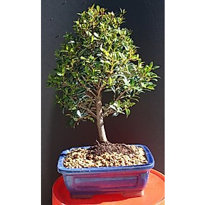 Indoorbonsaiandexotics Brush Cherry Bonsai Indoor Tree
