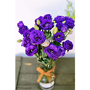 zellajake Rare Flower Seeds Purple Lisianthus Seeds 100Pcs Eustoma Fllower Seeds Plants Perennial Flowering Plants Balcony Potted Flowers Seeds