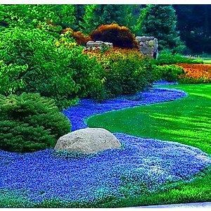 2000+ Blue Creeping Thyme Seeds for Planting Thymus Serpyllum - Heirloom Ground Cover Plants Easy to Plant and Grow - Open Pollinated (Blue)
