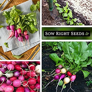 Sow Right Seeds - Easter Egg Mix Radish Seed for Planting - Non-GMO Heirloom Packet with Instructions to Grow an Outdoor Home Vegetable Garden - Multi Color, Fast Growing - Red, Purple, and White (1)
