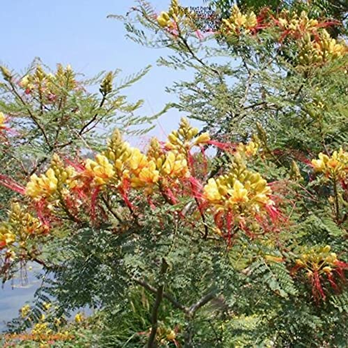 QAUZUY GARDEN 5 Mexican Bird of Paradise Seeds Yellow, Peacock Flower, Pride of Barbados, Dwarf Poinciana Seeds - Attract Pollinators - Showy Flowering Shrub Bush Tree Accent