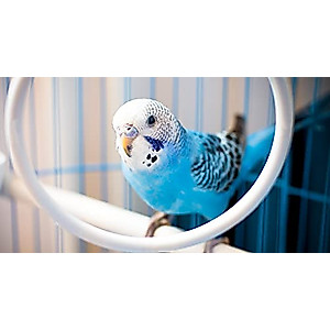 JW Pet Activitoys Ring Clear Bird Toy [Set of 3]