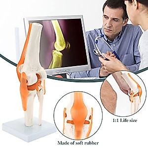 RONTEN Anatomical Knee Model, Flexible 1:1 Scientific Life Size Human Knee Model with Ligament, Teaching Tool for for Doctors Office Educational Anatomy Tool