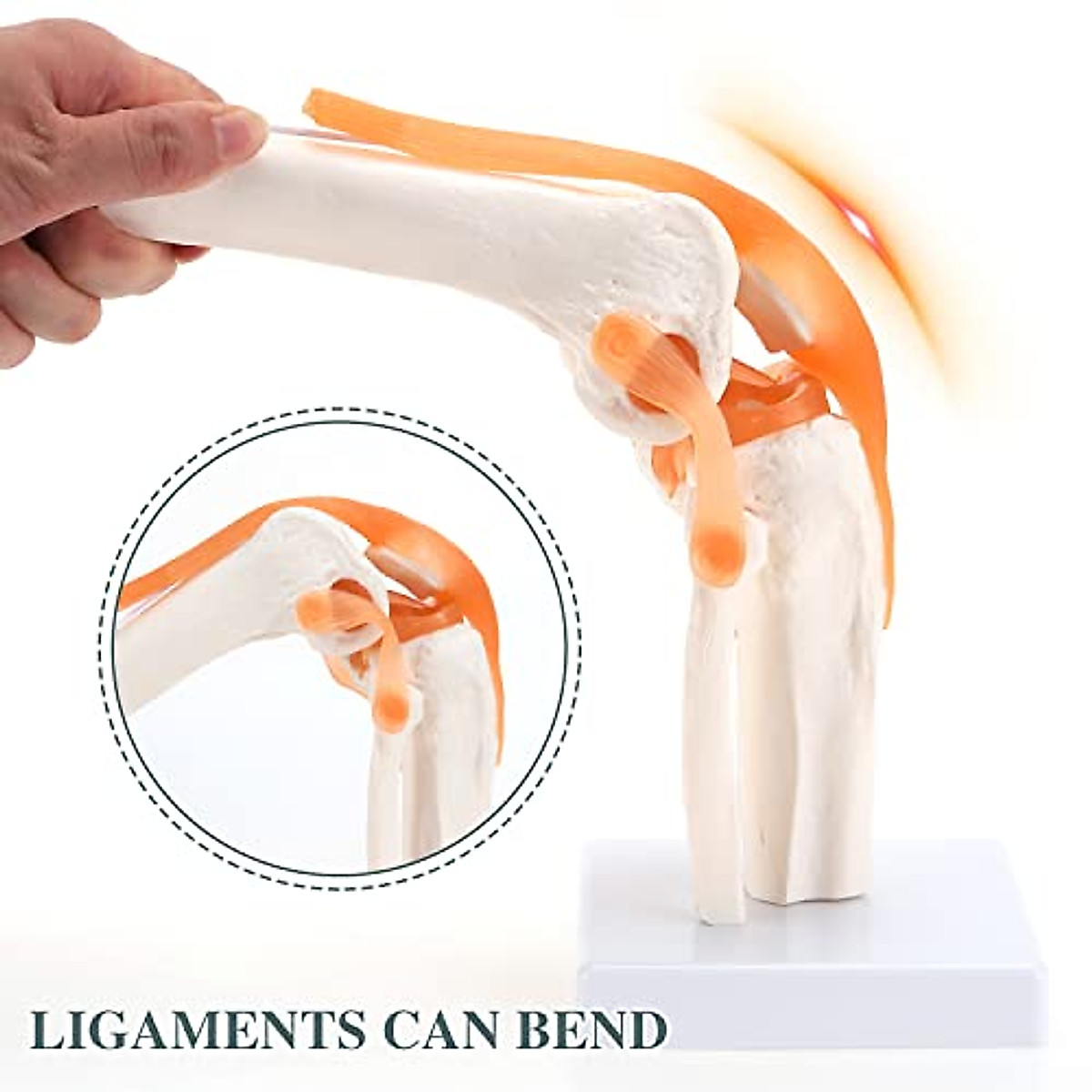 RONTEN Anatomical Knee Model, Flexible 1:1 Scientific Life Size Human Knee Model with Ligament, Teaching Tool for for Doctors Office Educational Anatomy Tool