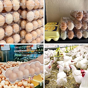 KUKLIPJIM 120 Pack Bulk Egg Cartons, Clear Plastic Chicken Egg Holders, Egg Tray Carton Holder for Home & Kitchen, Farm & Market Use, An Eco-Friendly Egg Storage Solution, 12 Grids