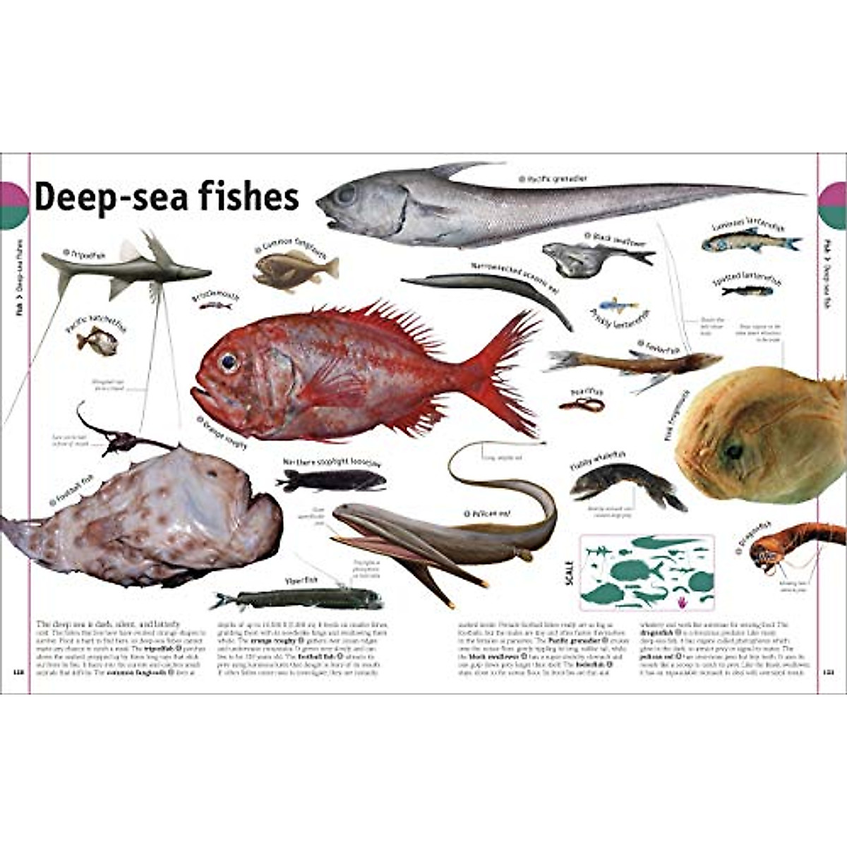 The Animal Book: A Visual Encyclopedia of Life on Earth (DK Our World in Pictures)