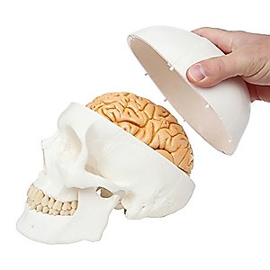 3-Part Human Skull Model, Removable 8-Part Brain, Anatomically Correct Brain Model for Neuroscience, Life Size Plastic Skull Mold from Real Skull, Detailed Product Manual, Made by Axis Scientific