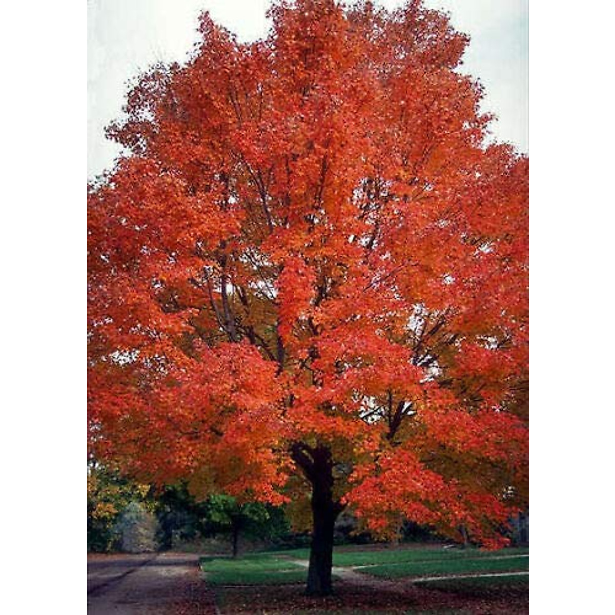 Carolina RED Scarlet Maple Tree Acer Rubrum jocad (25 Seeds)