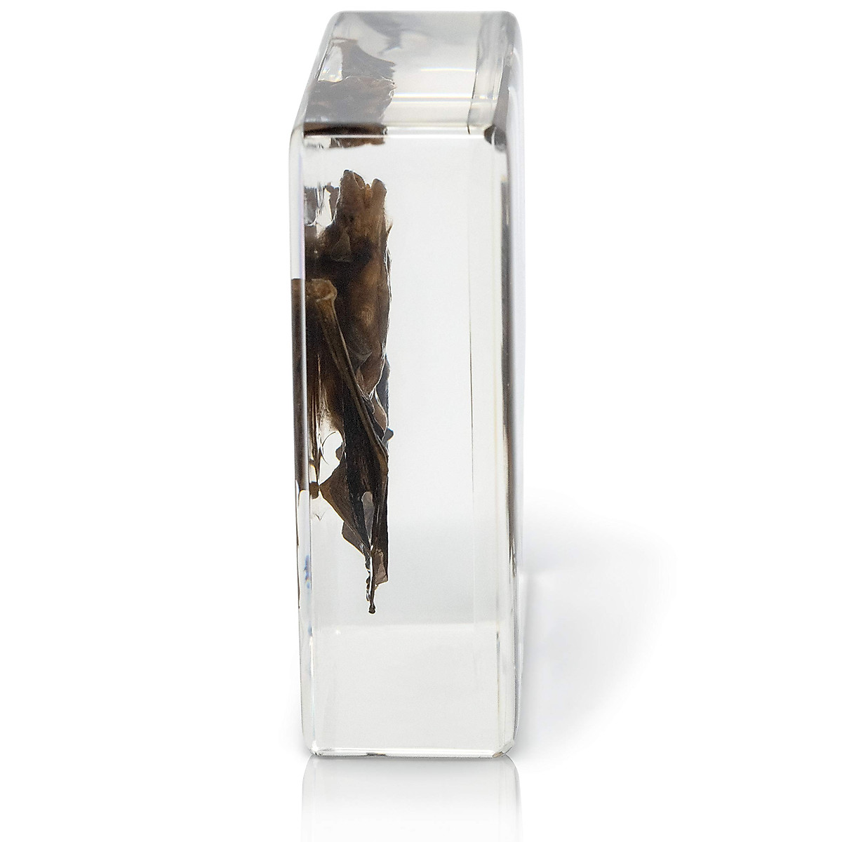 Bat Specimen- Real Bat Specimen, Encased Animal Specimen for Science Classrooms or Gifts, by American Heritage Industries