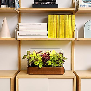 edn SmallGarden with Basil SeedPods, Indoor Grow Smart Garden Starter Kit for Fresh Home Grown Herbs, Plants and Flowers