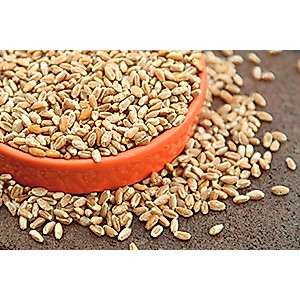 Cat Grass Seeds by Perfect Plants - 1lb. Bag - Guaranteed to Grow Non-GMO Wheat Grass Seed