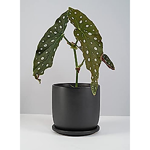 Serene Spaces Living Large Classy Matte Black Ceramic Pot with Drainage Holes and Saucer for Plants and Flowers, Decorative Outdoor/Indoor Planters, Measures 6" Diameter & 5.75" Tall