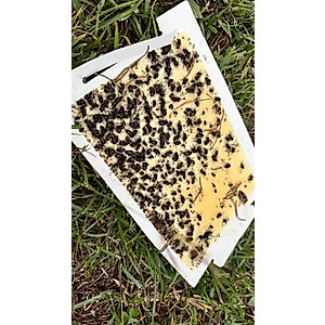 Trapper Max Glue Traps 72 Glue Boards Trap Mouse Bugs Insects Bed Bugs Spiders Cockroaches Non-Toxic