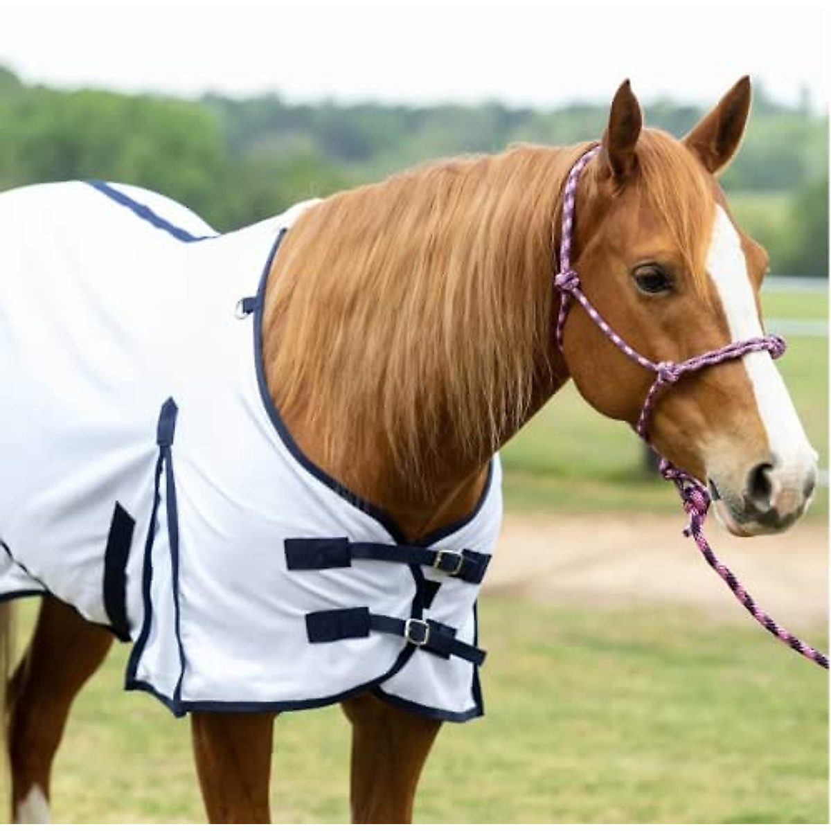 Tack Shack of Ocala- Reinsman Circle Y Breathable Mesh Fly Sheet, Fly Sheet for Horses, Mesh Fly Sheet, Fly Sheet, Breathable Comfy Fly Sheet (75)