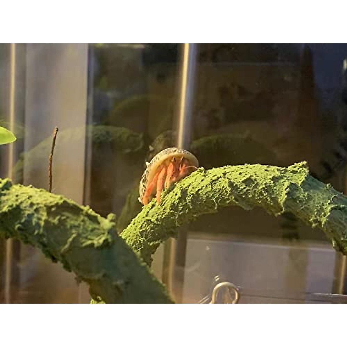 Hermit Crab Climbing Toys, Jungle Vines for Reptiles, Small Animal Terrarium Decor, Bendable, Artificial, for Hermit Crab, Frog, Reptile