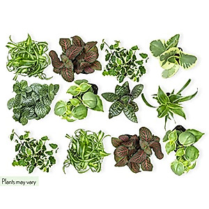 Easy to Grow Houseplants (12 Pack) Live House Plants in Plant Containers, Growers Choice Plant Set in Planters with Potting Soil Mix, Home Décor Planting Kit or Outdoor Garden Gifts by Plants for Pets