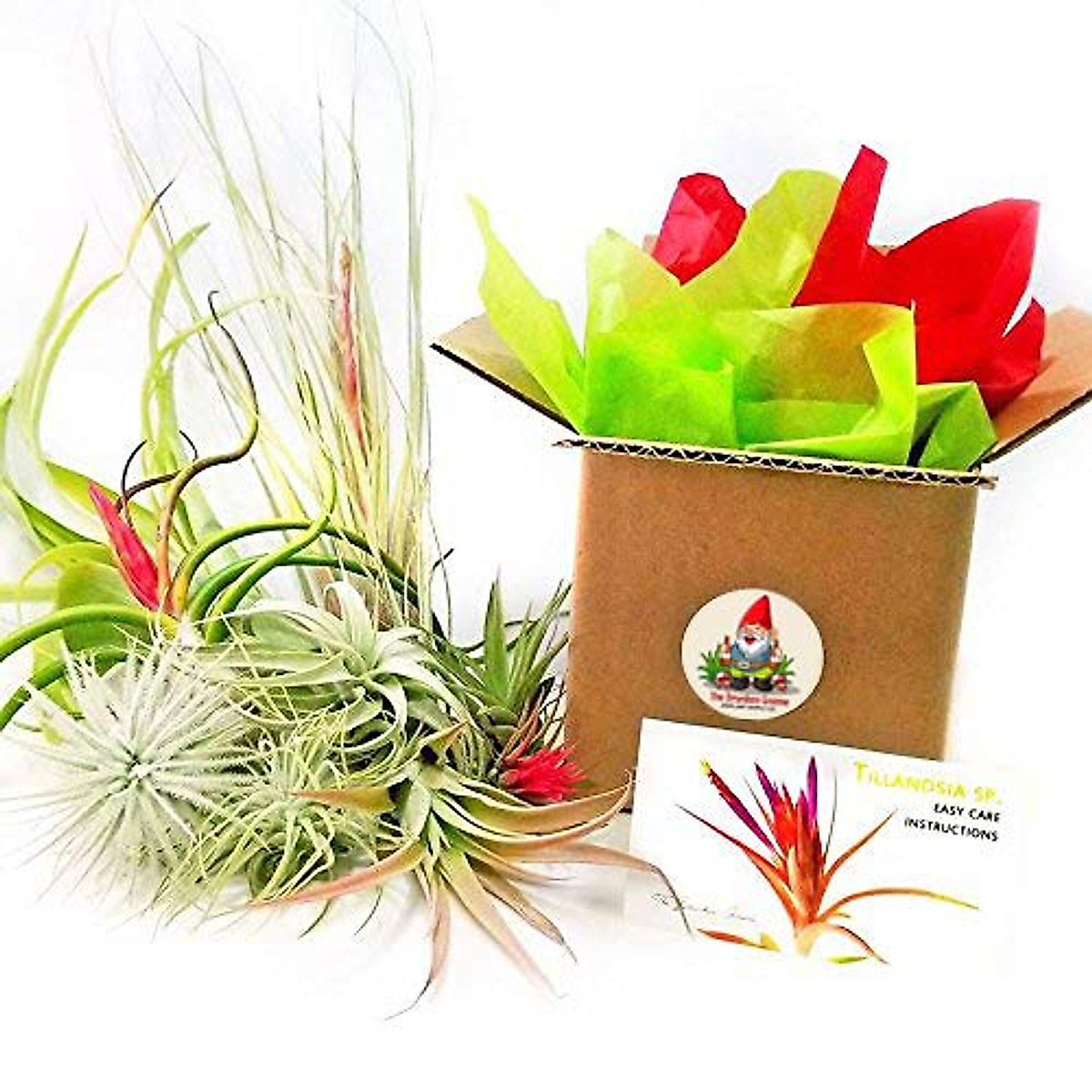TDG The Drunken Gnome Tillandsia Air Plants Assorted Variety Pack, 3 X-Large