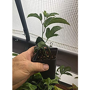 Cold Hardy 'Red Rover' Edible Passiflora Edulis - Edible Purple Passion Flower Fruit Vine - Live Plant