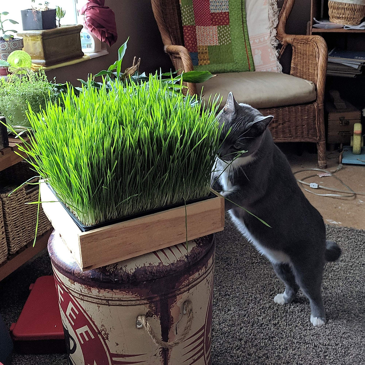 Deluxe Organic Cat Grass Kit - Includes 5 Pounds of Organic Cat Grass Seeds, Minute Soil Coco Coir, Trays, Instructions - Enough to Grow Five 10x10 Trays of Wheat Grass for Cats, Dogs, & Other Pets