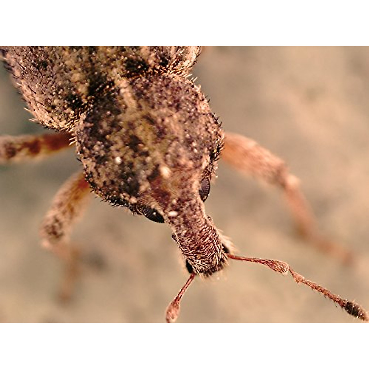 Celestron 44314 FlipView Handheld LCD Microscope (Grey)