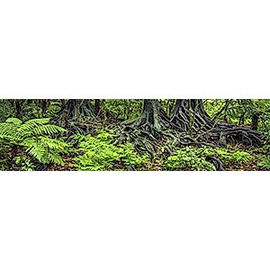 Reptile Habitat Background; Rain Forest Ferns & Roots, for 48Lx18Wx24H Terrarium, 3-Sided Wraparound