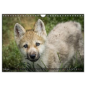 The little grey wolves (Wall Calendar 2024 DIN A4 Landscape), CALVENDO 12 Month Wall Calendar