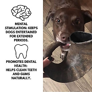 WhiteTail Naturals - Water Buffalo Horns for Dogs (Monster XX-L) All-Natural Dog Bone - Long Lasting Chew Toy for Aggressive Chewers and Teething Puppies