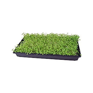 Golden Acre Cabbage Seeds: 1 Lb - Non-GMO, Heirloom Garden Seeds - Vegetable Gardening, Growing Microgreens