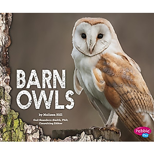 Barn Owls