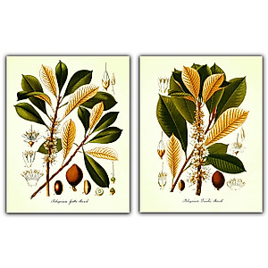 Vintage Leaves Botanical Set No.14 Wall Art Prints - Set of 2 11x14 UNFRAMED Kohler Cottagecore Decor Illustrations.