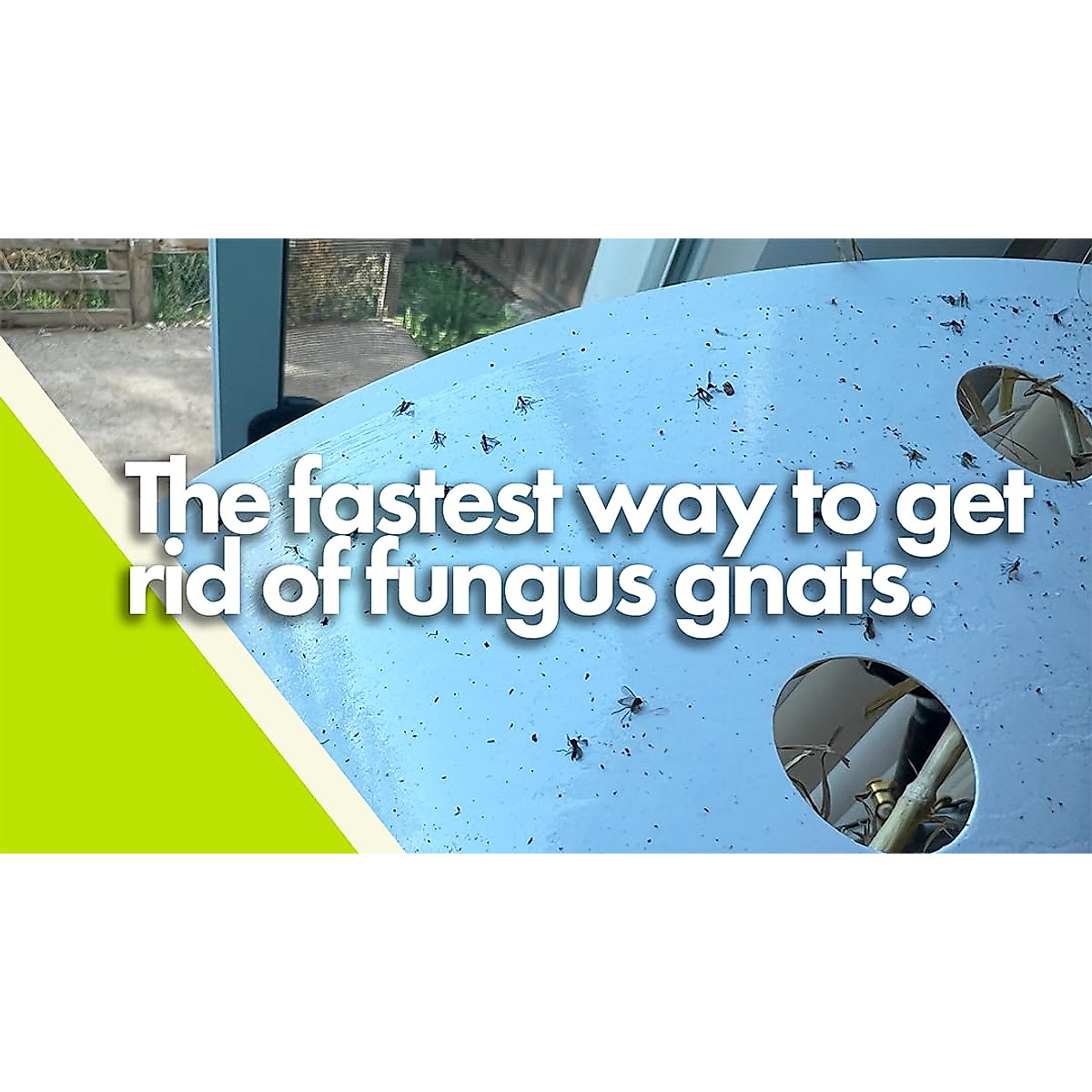 Sticky Lid 12" Sticky Trap - Fungus Gnats - Covers Entire Pot - 4X Larger & More Rigid - Weatherproof - Reflects Light - Non Toxic - EPA Registered Establishment - 10 Pack