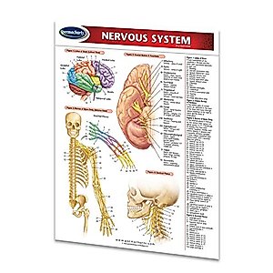 Nervous System Guide - 8.5" x 11" Laminated Medical Quick Reference Guide by Permacharts