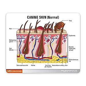 GPI Anatomicals - Canine Skin Model, Skin Model with Flea Bite for Canine Anatomy and Physiology Education, Anatomy Model for Veterinarian’s Office and Classrooms, Medical Study Supplies