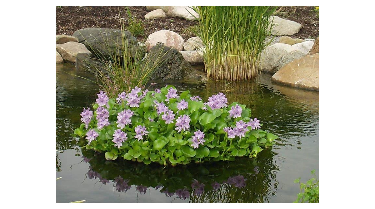 15 Live Water Hyacinths - Perfect for Your Garden