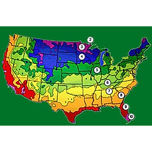 TriStar Plants - Blueberry 'Highbush/Sweeheart' - 1 Quart Trade Pot, NO SHIP CALIFORNIA - edible fruit, fruit tree, homestead garden