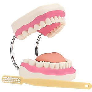 Giant Teeth Dental Demonstration Model with Toothbrush,Enlarged 6 Times Standard Size Mouth Model, Denture Teaching Model for Teaching and Study