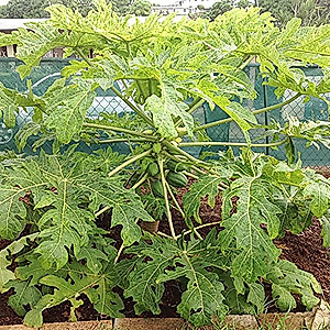 YEGAOL Garden 10Pcs Dwarf Waimanalo Papaya Fruit Tree Seeds Fast-Growing Perennial Non-GMO Tropical Sweet Fruit Patio Plant