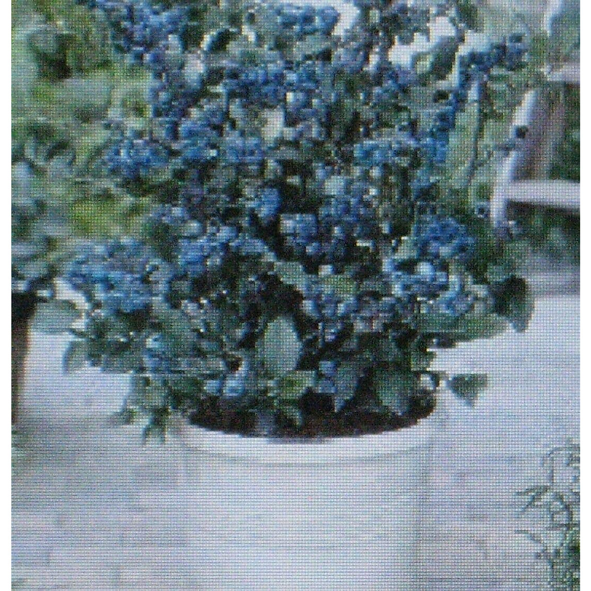Dwarf - Top Hat - Loads of Fruit - Beautiful in Containers - Bonsai Specimen tyn3sw (100 Seeds)