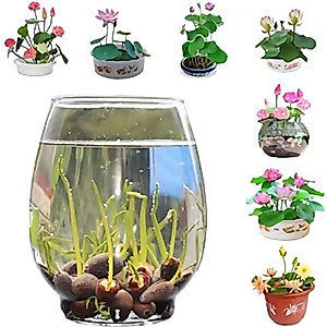30 Pcs Mixed Bonsai Lotus Flower Seeds Mixed Color Water Lily Flower Plant Fresh Garden Seeds,for Growing Seeds in The Garden