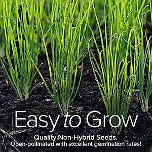 Culinary Herb Seeds For Planting Indoors and Outdoors 5 Herbs Seed Packets Including Basil, Cilantro, Chives, Oregano, and Parsley - Great for Kitchen Herb Garden Heirloom Herb Seeds - Gardners Basics