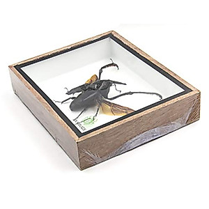 Real Exotic Giant Long Leg Weevil Snout Beetle (Cyrtotracheulus Dux) Male- Taxidermy Insect Bug Collection Framed in a Wooden Box as Pictured (Spread Wings)