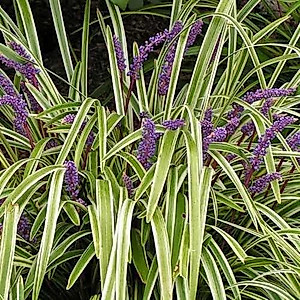 CHUXAY GARDEN 10 Seeds Liriope Muscari Seeds,Blue Lily Turf,Monkey Grass, Liriope Platyphylla,Ophiopogon Graminifolius Seed New Lawn Landscaping Rocks Ground Cover Easy Grow