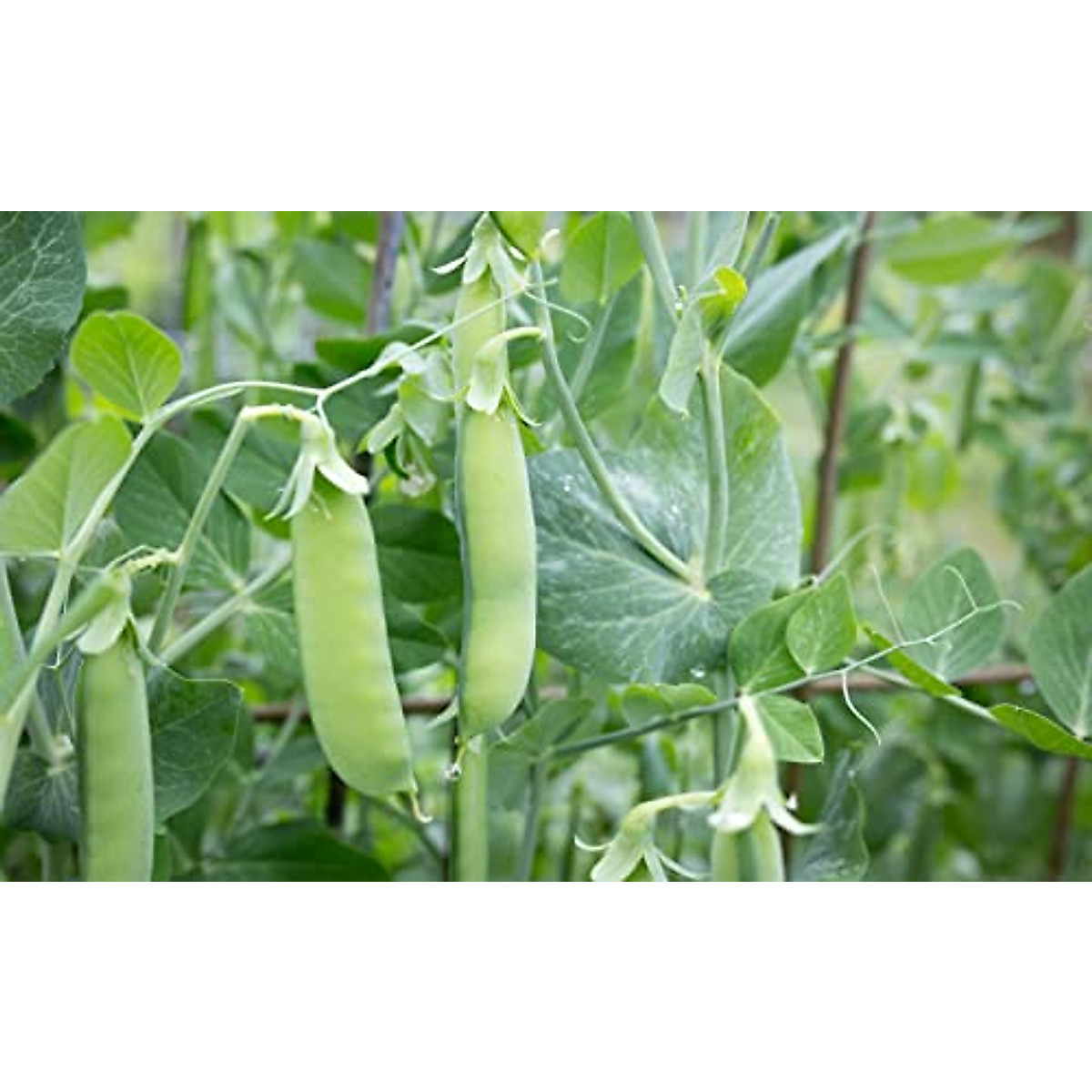 Sugar Snap Pea Seeds for Planting - Pisum Sativum - Heirloom Non-GMO Vegetable Seeds for Planting a Home Garden by RDR Seeds